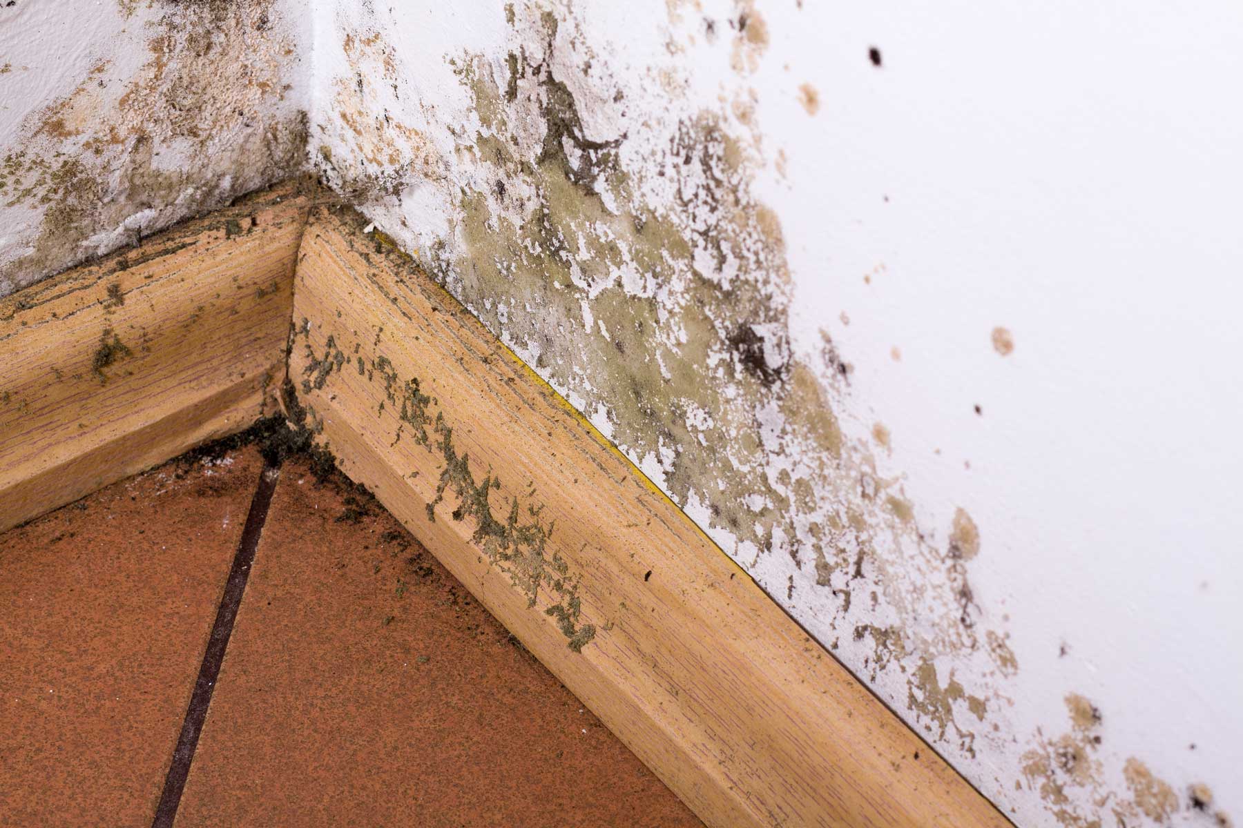Professional Mold Remediation in North Georgia
